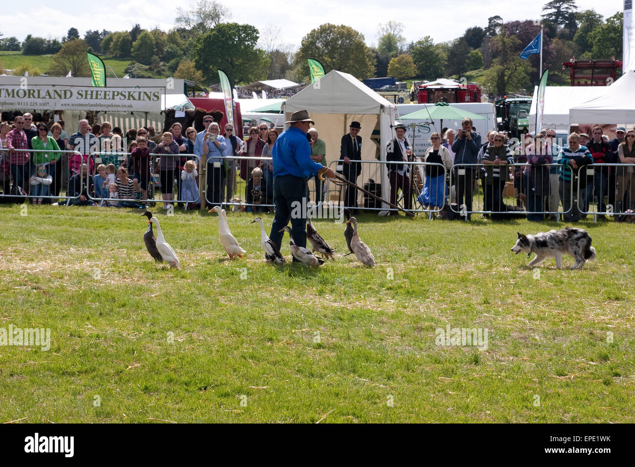 Le chien et le canard Banque de photographies et d’images à haute ...