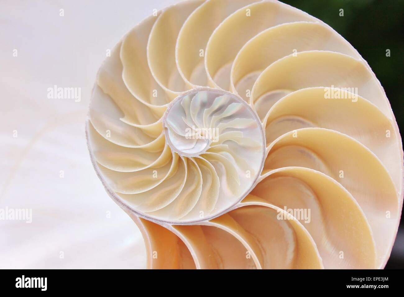Coque nautilus Fibonacci section spirale perle symétrie moitié croix ...