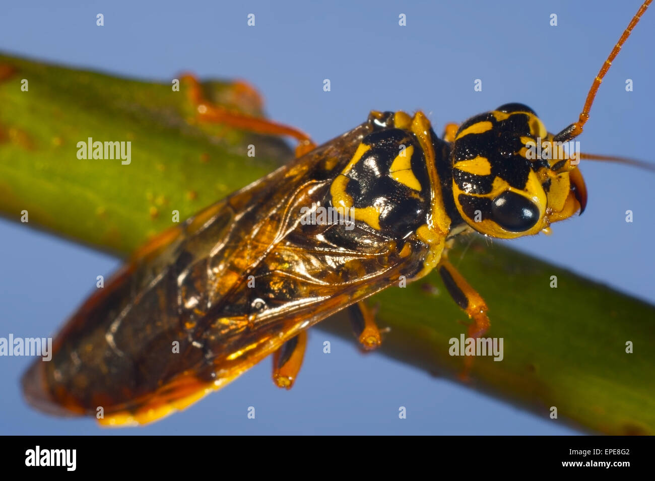 Zoologie des insectes Banque de photographies et d’images à haute ...