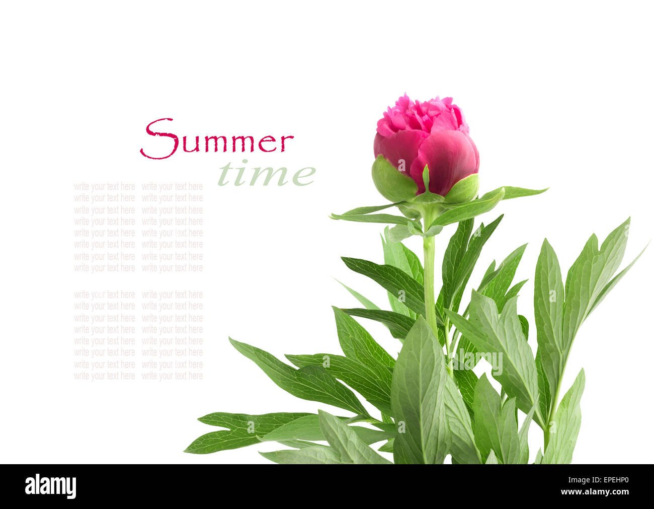 Magnifique bouquet de pivoines rose isolé sur fond blanc Photo Stock ...