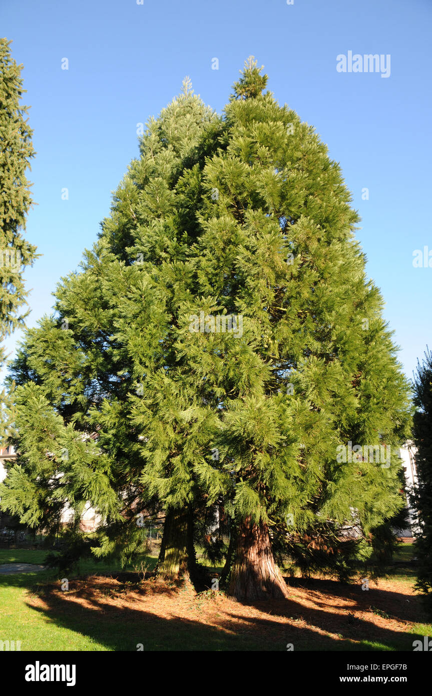 Sequoiadenron giganteum Banque de photographies et d’images à haute ...