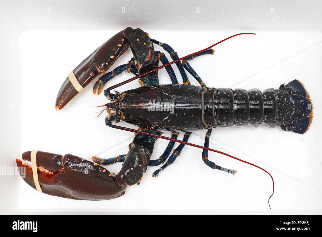 Homard vivant Banque de photographies et d’images à haute résolution ...