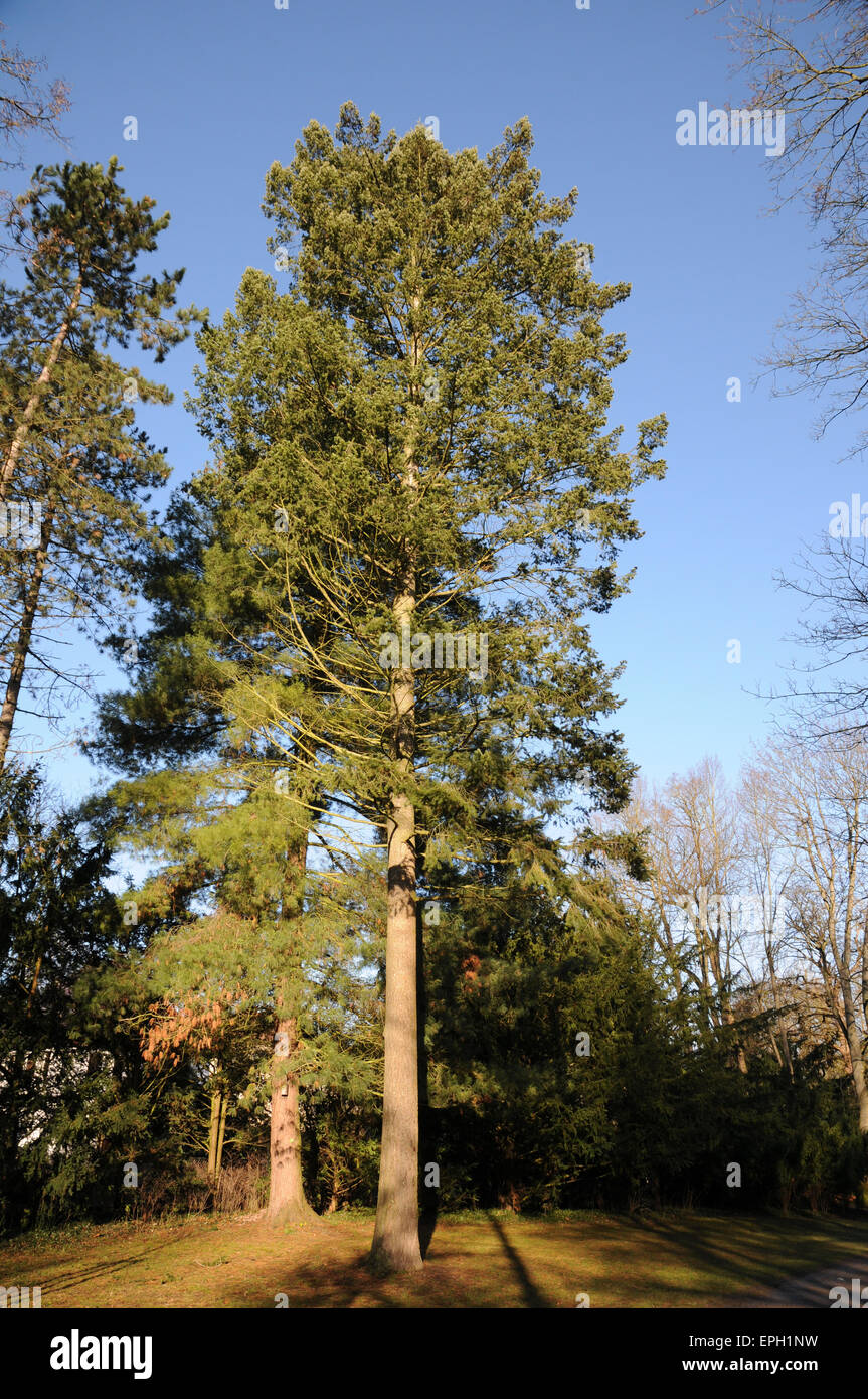 Douglas fir tree Banque de photographies et d’images à haute résolution ...