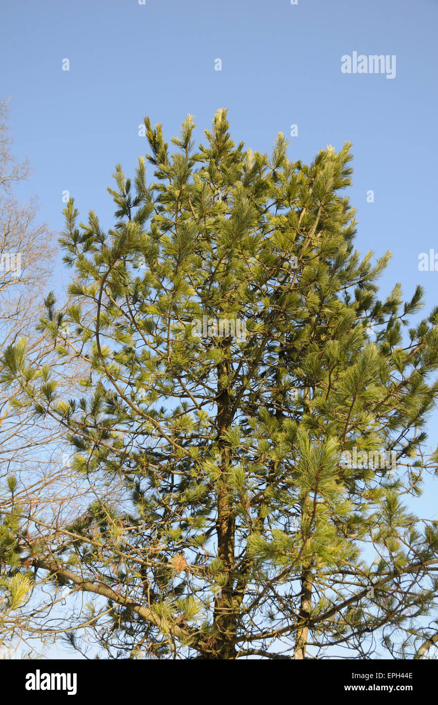 Pin suisse Banque de photographies et d’images à haute résolution - Alamy