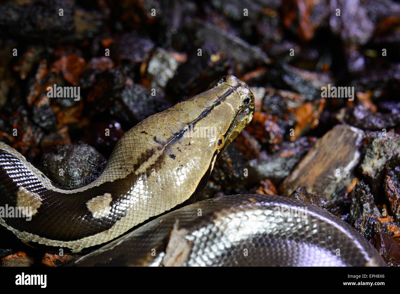 Pythons sanguins Banque de photographies et d’images à haute résolution ...