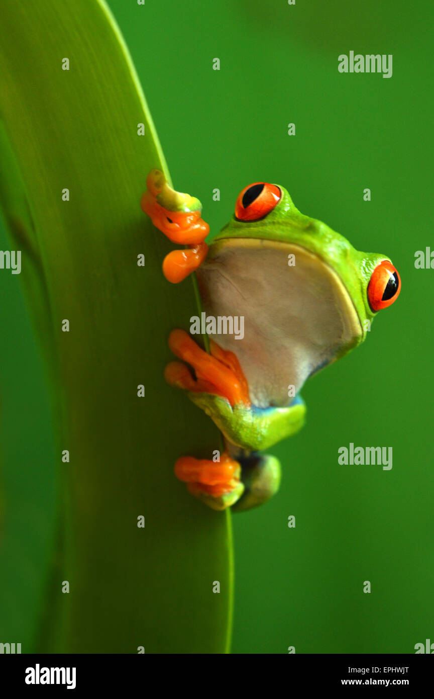Grenouille tropicale Banque de photographies et d’images à haute ...