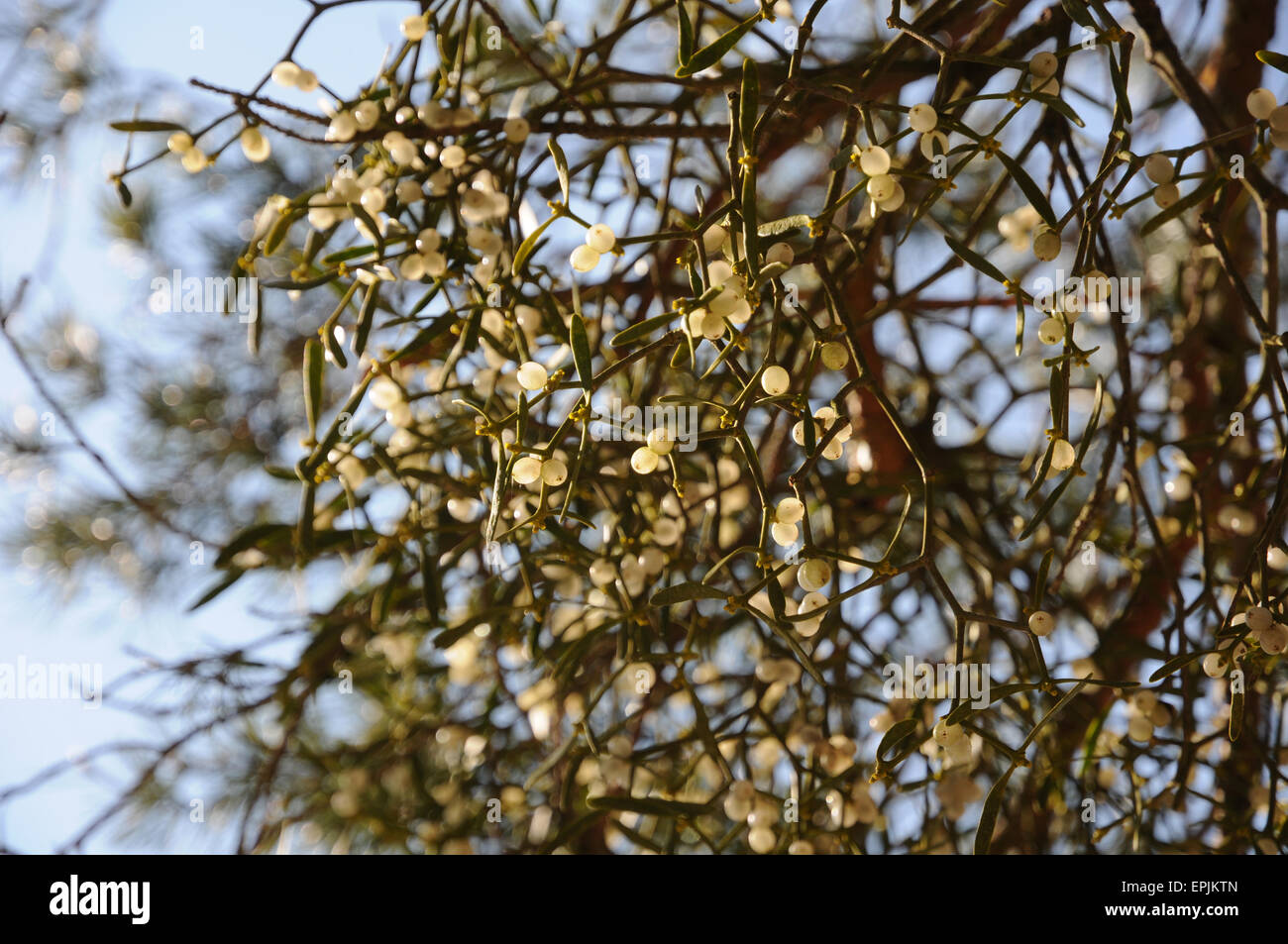 Gui avec des fleurs et des fruits Banque de photographies et d’images à ...