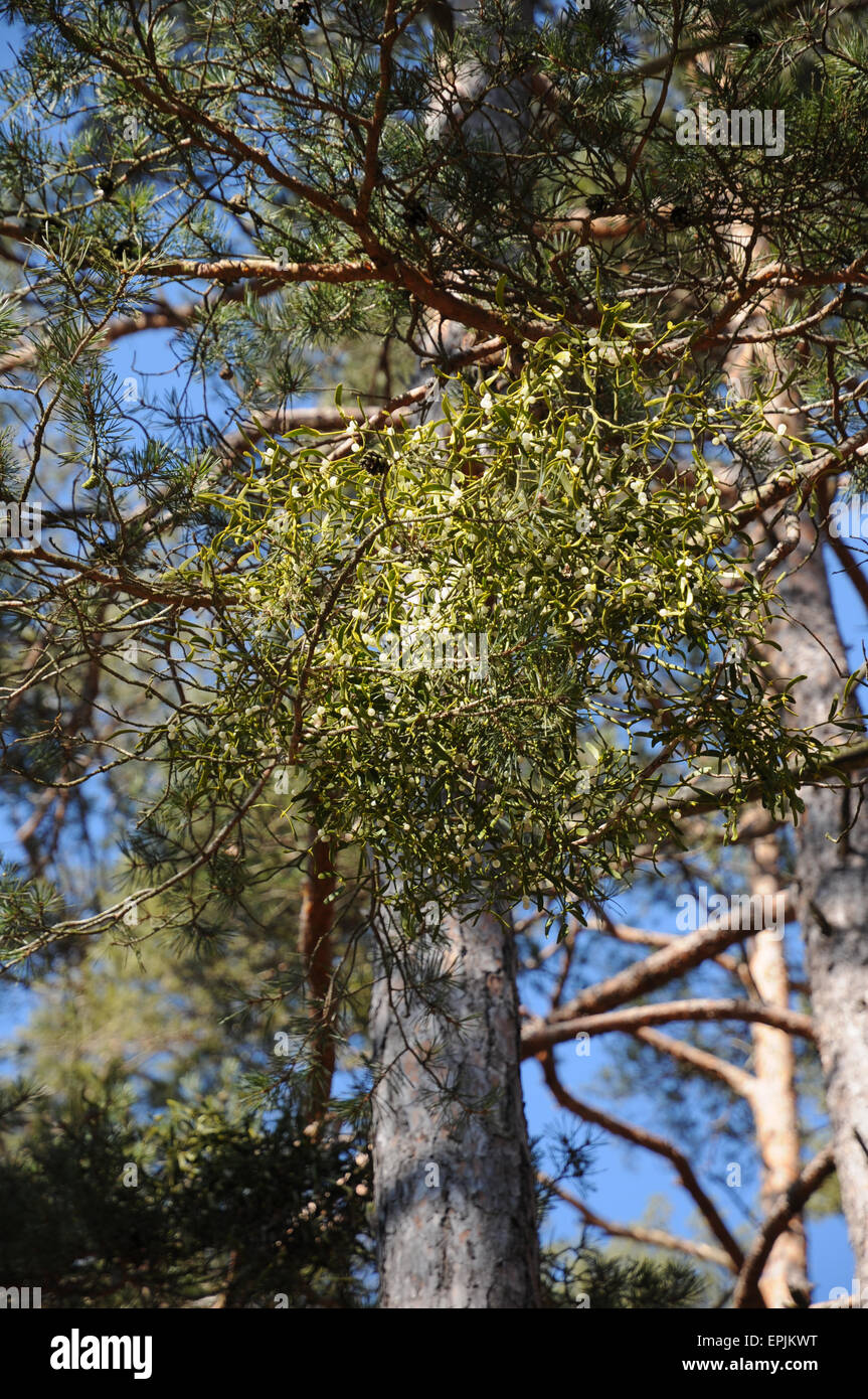 Fruits de gui Banque de photographies et d’images à haute résolution ...