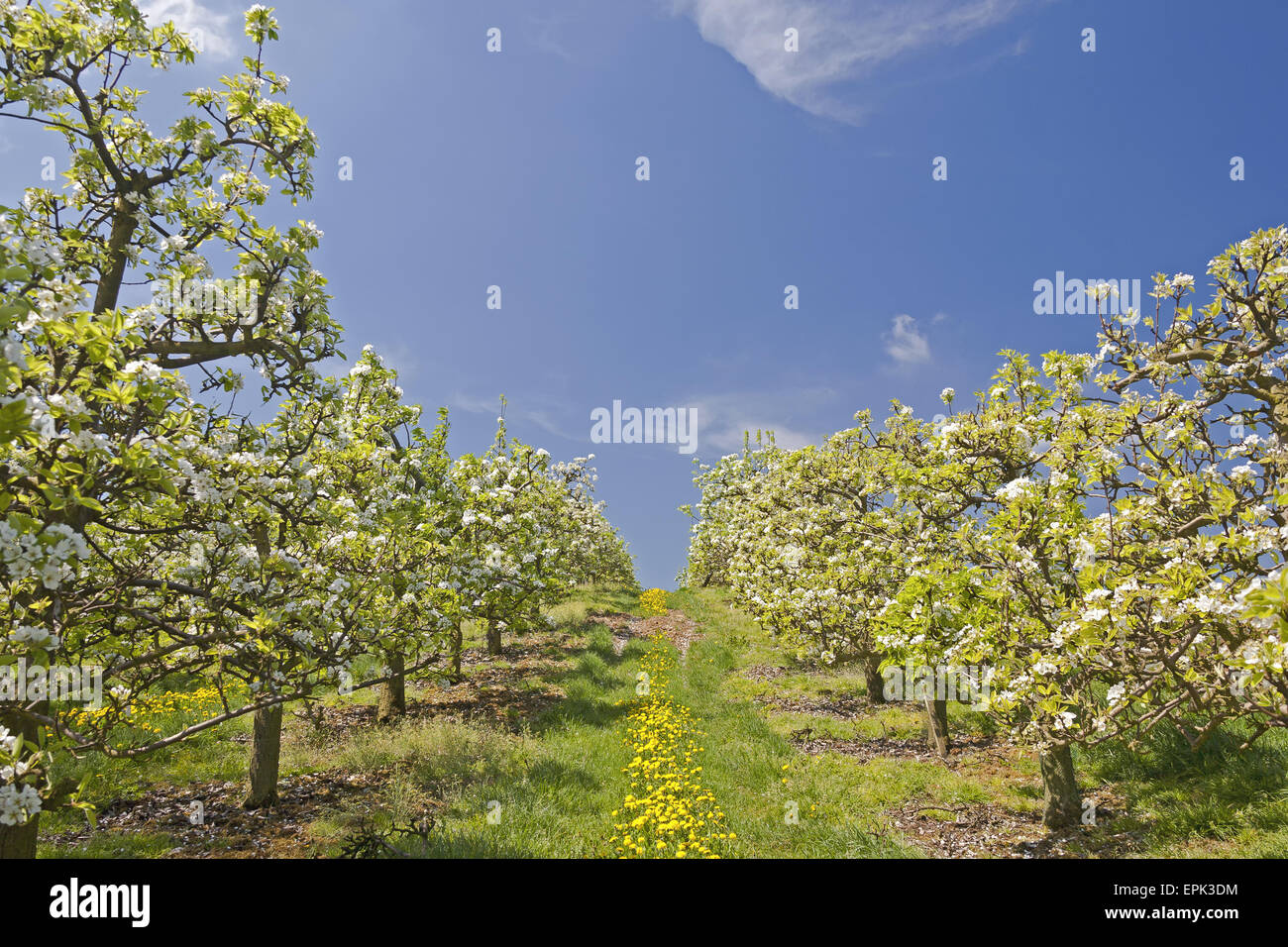 Plantation d'arbres fruitiers Banque de photographies et d’images à ...