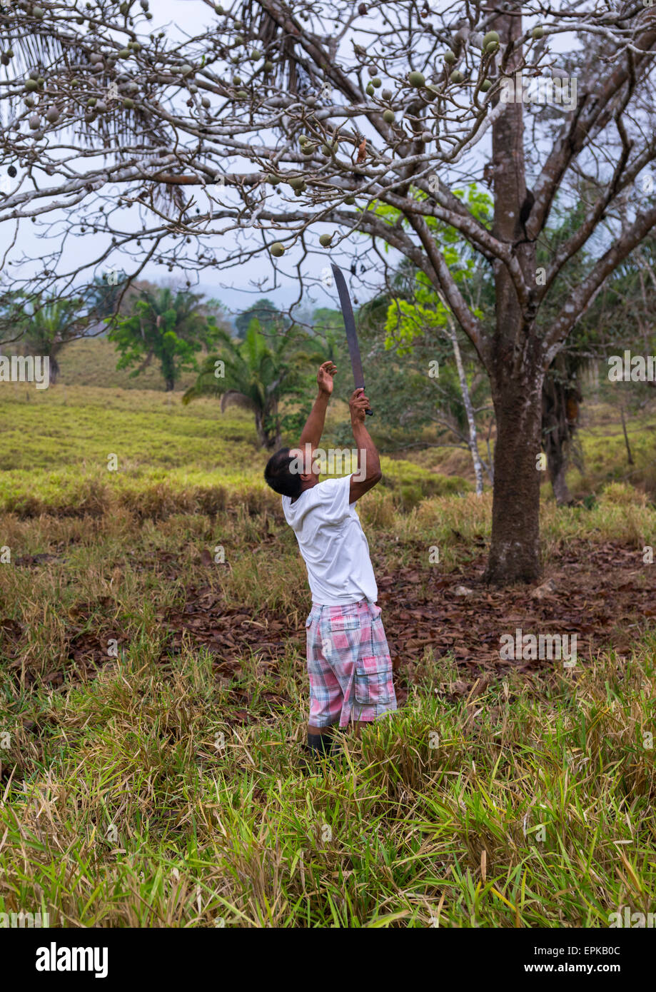 Panama, province de Darién, Filo Del Tallo, Embera Homme La collecte ...