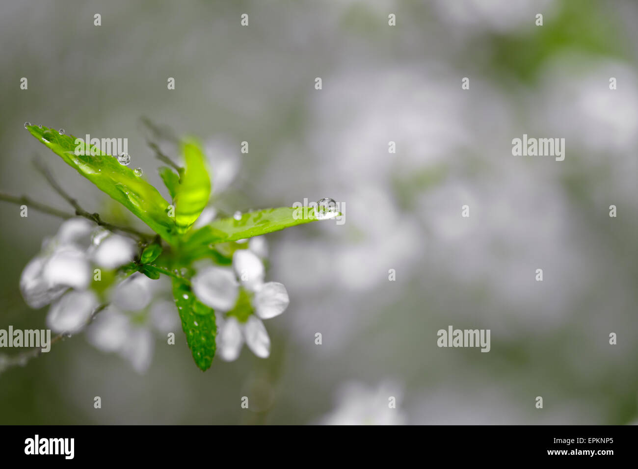 Gouttes de pluie sur le jardin de printemps Banque de photographies et ...