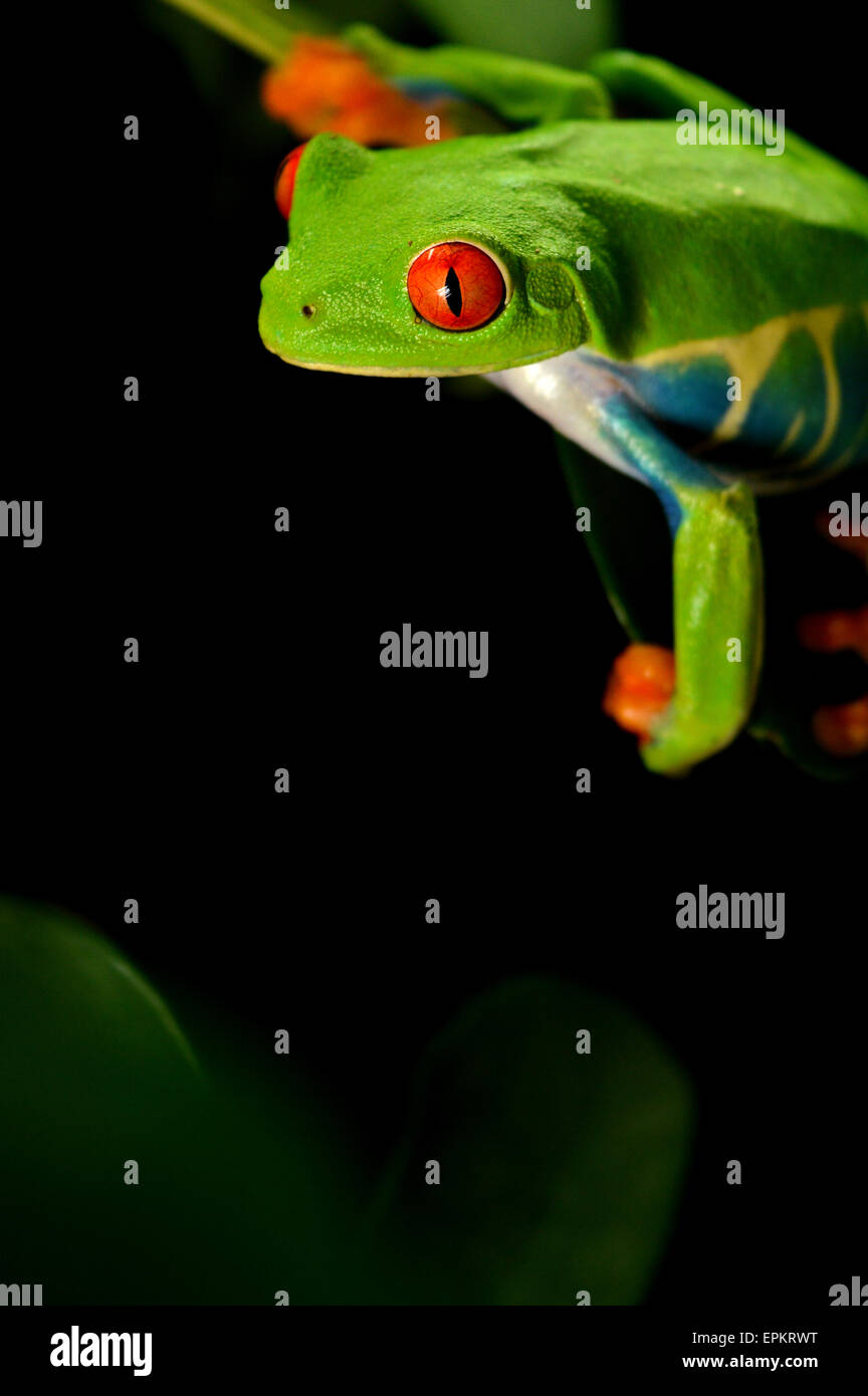 Grenouille du costa rica Banque de photographies et d’images à haute ...