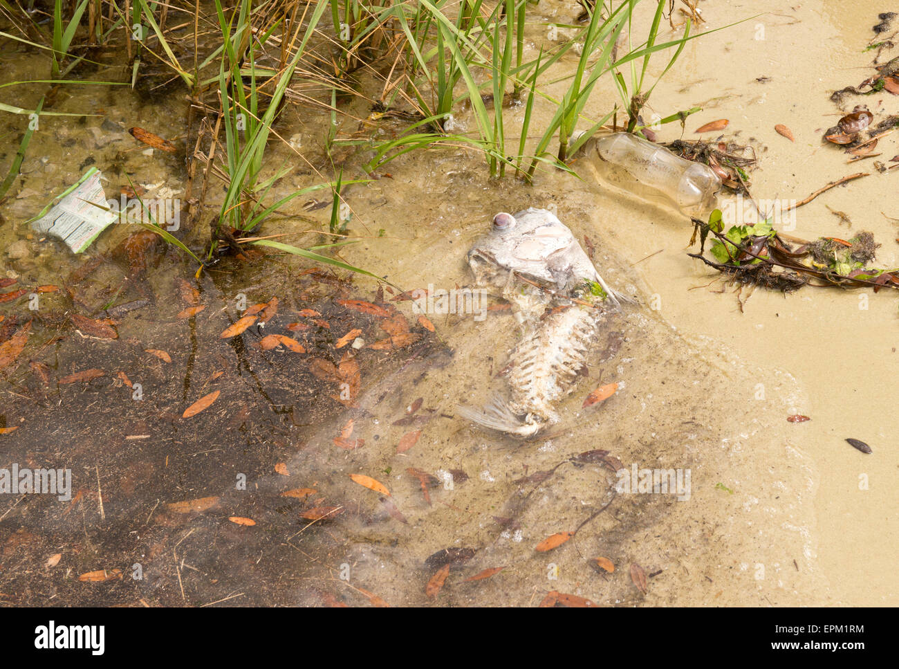 Pollution poisson mort Banque de photographies et d’images à haute ...