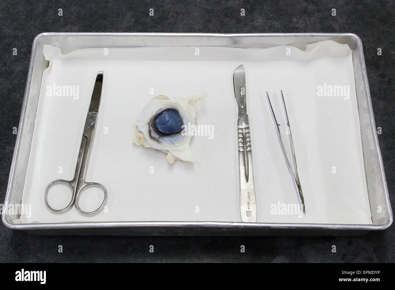 La dissection de l'œil de vache sur un plateau avec un scalpel, forceps ...