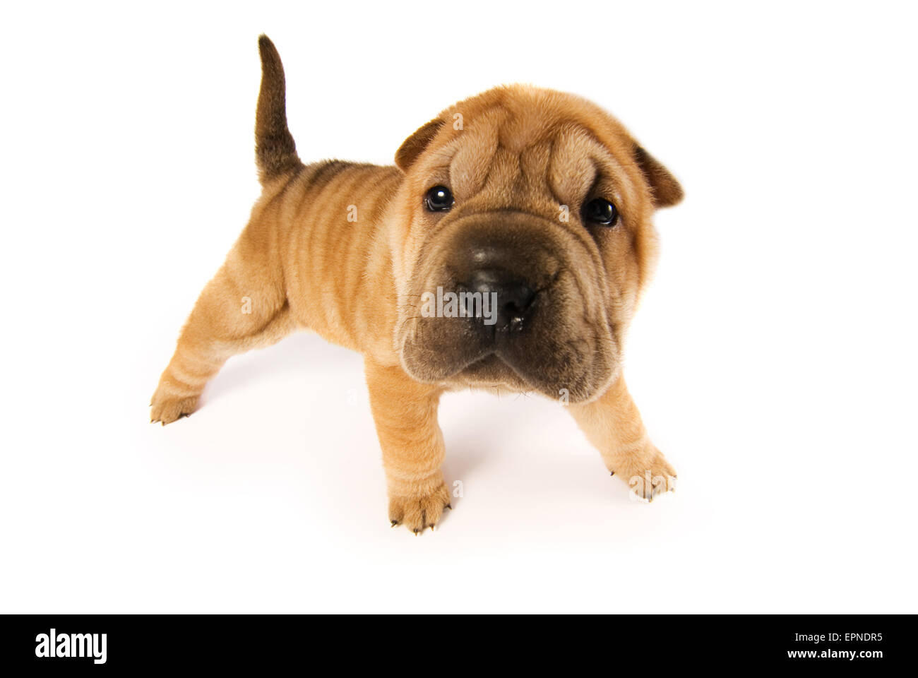 Bull dog grooming Banque de photographies et d’images à haute ...