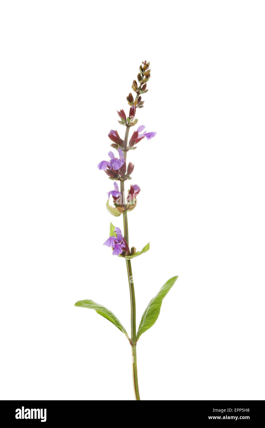 Salvia officinalis Banque de photographies et d’images à haute ...