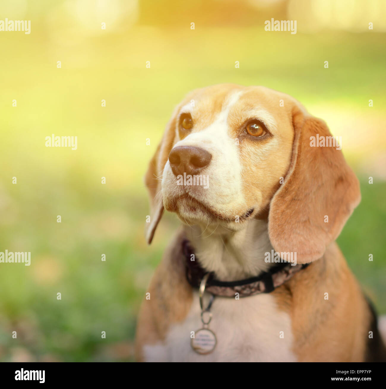 Belle beagle Banque de photographies et d’images à haute résolution - Alamy