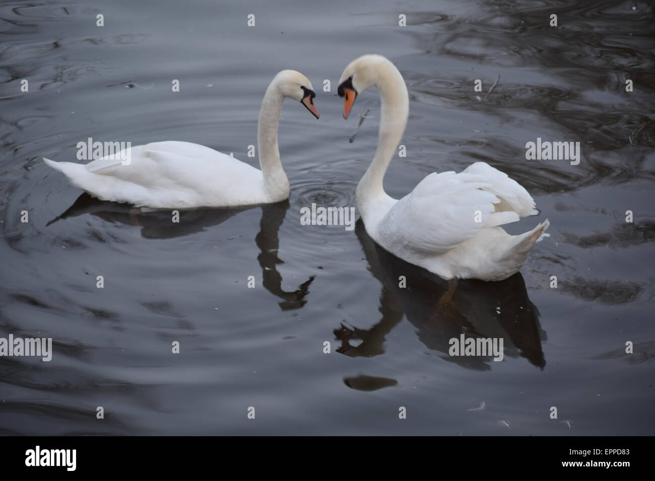 Cygnes amoureux Banque de photographies et d’images à haute résolution - Alamy