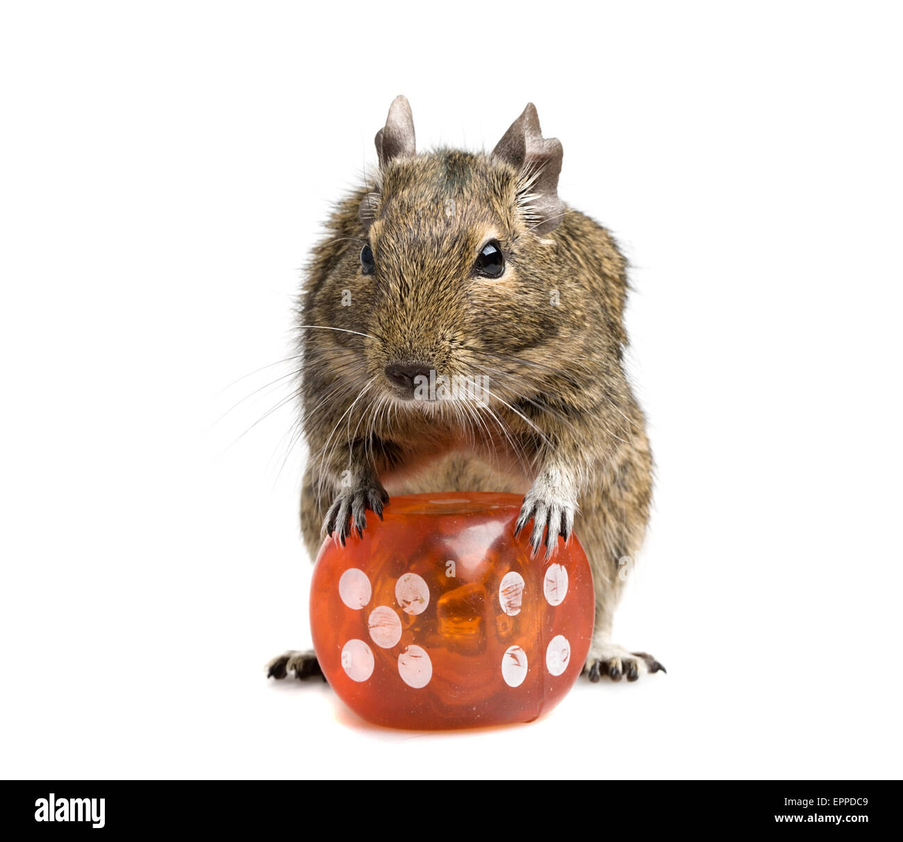 Petit rongeur Banque de photographies et d’images à haute résolution ...