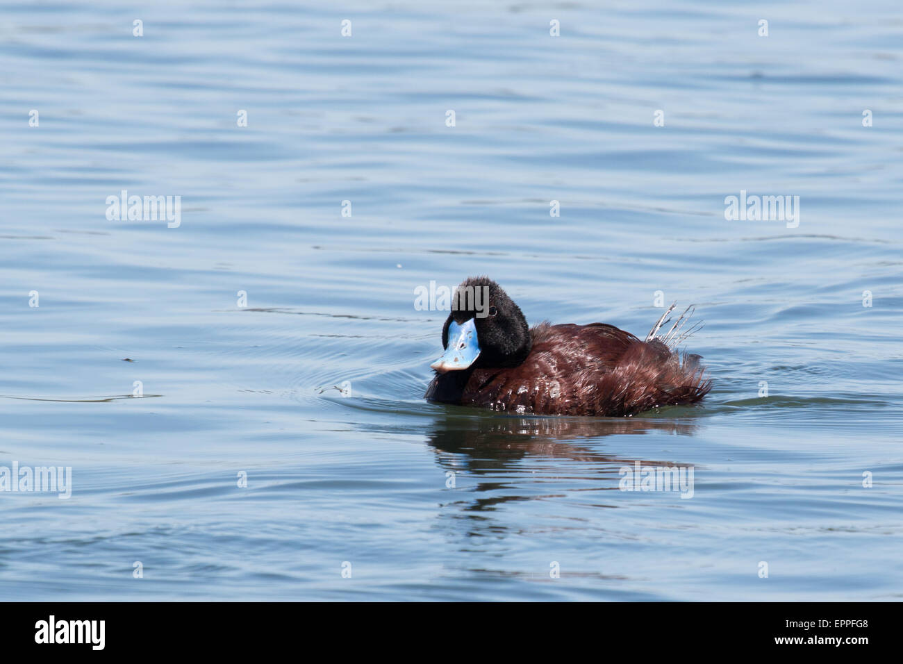 Canard à bec bleu Banque de photographies et d’images à haute ...