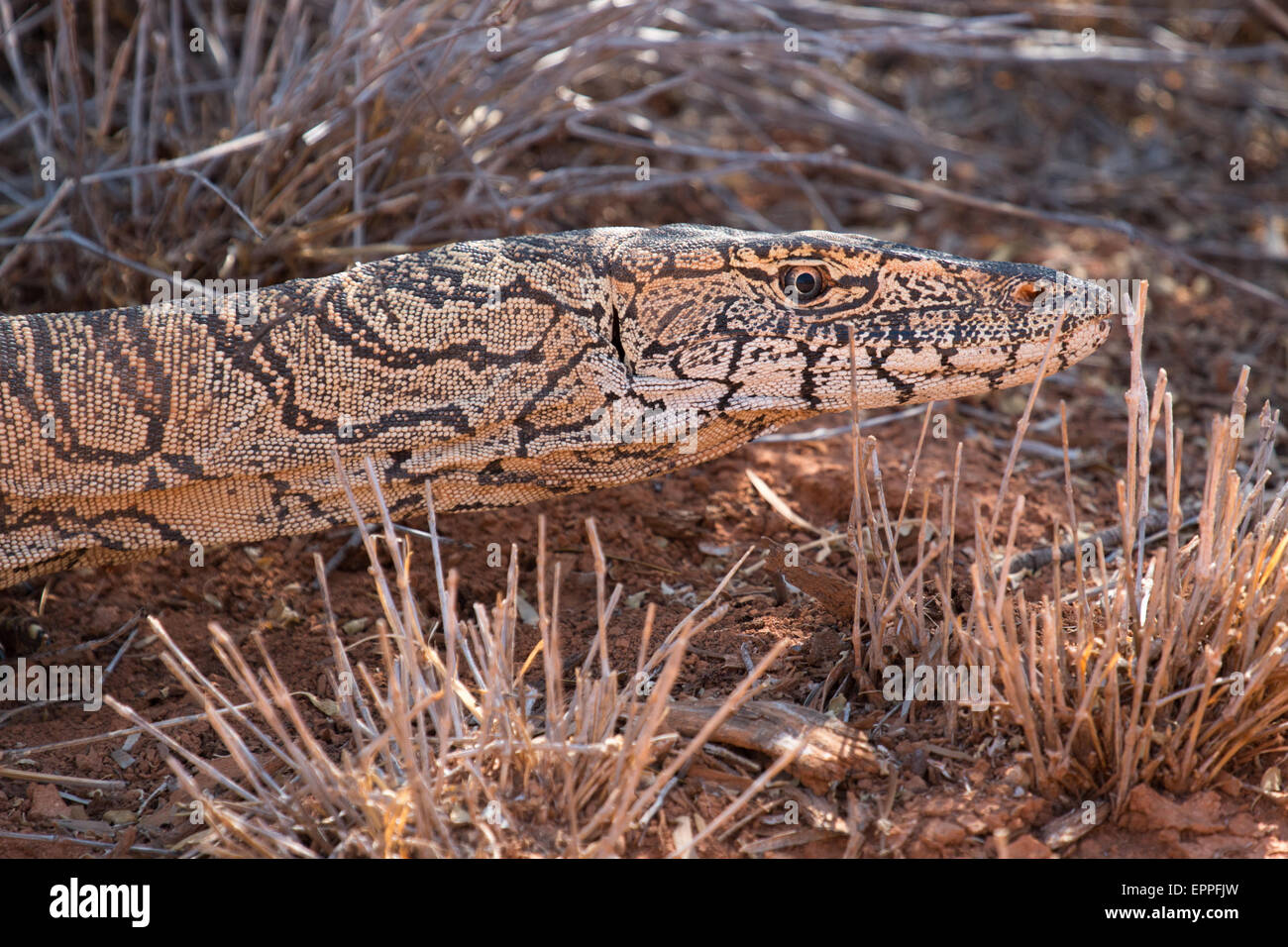 Perentie varanus giganteus monitor lizard Banque de photographies et d ...