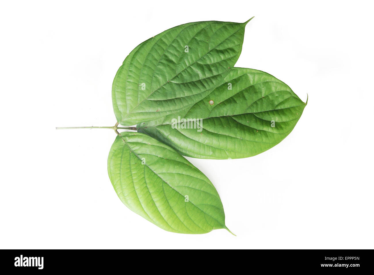 Fabaceae sp Banque de photographies et d’images à haute résolution - Alamy