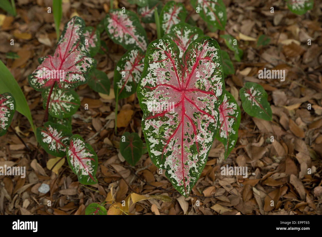 Une photographie d'une Carolyn Whorton Caladium, rose ou Pink Beauty ...