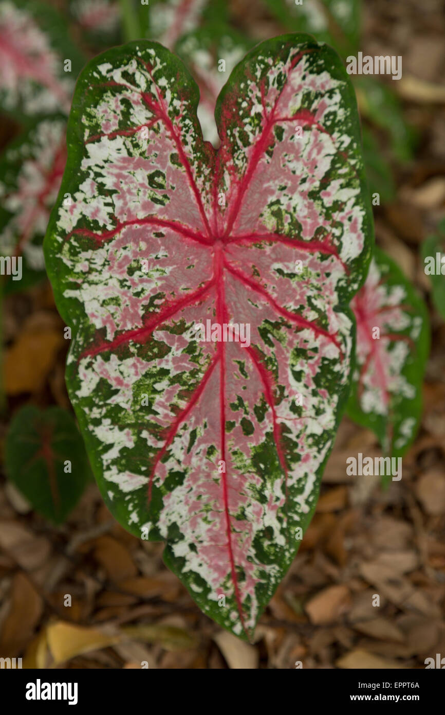 Une photographie d'une Carolyn Whorton Caladium, rose ou Pink Beauty ...
