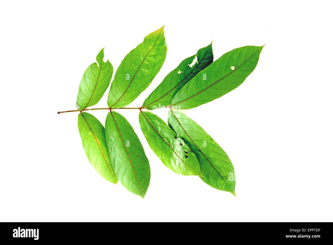 Combretum sp Banque de photographies et d’images à haute résolution - Alamy