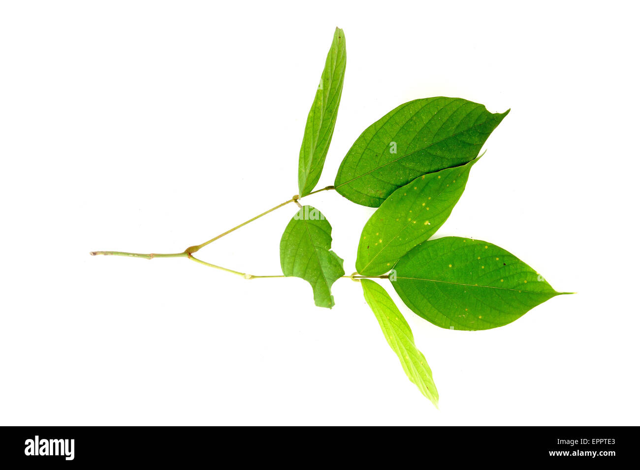 Fabaceae sp Banque de photographies et d’images à haute résolution - Alamy