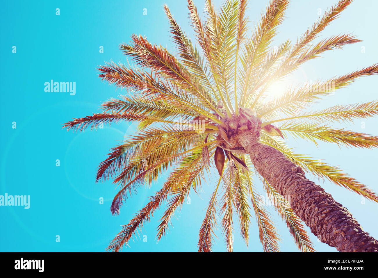 Palmier palmier Banque de photographies et d’images à haute résolution ...