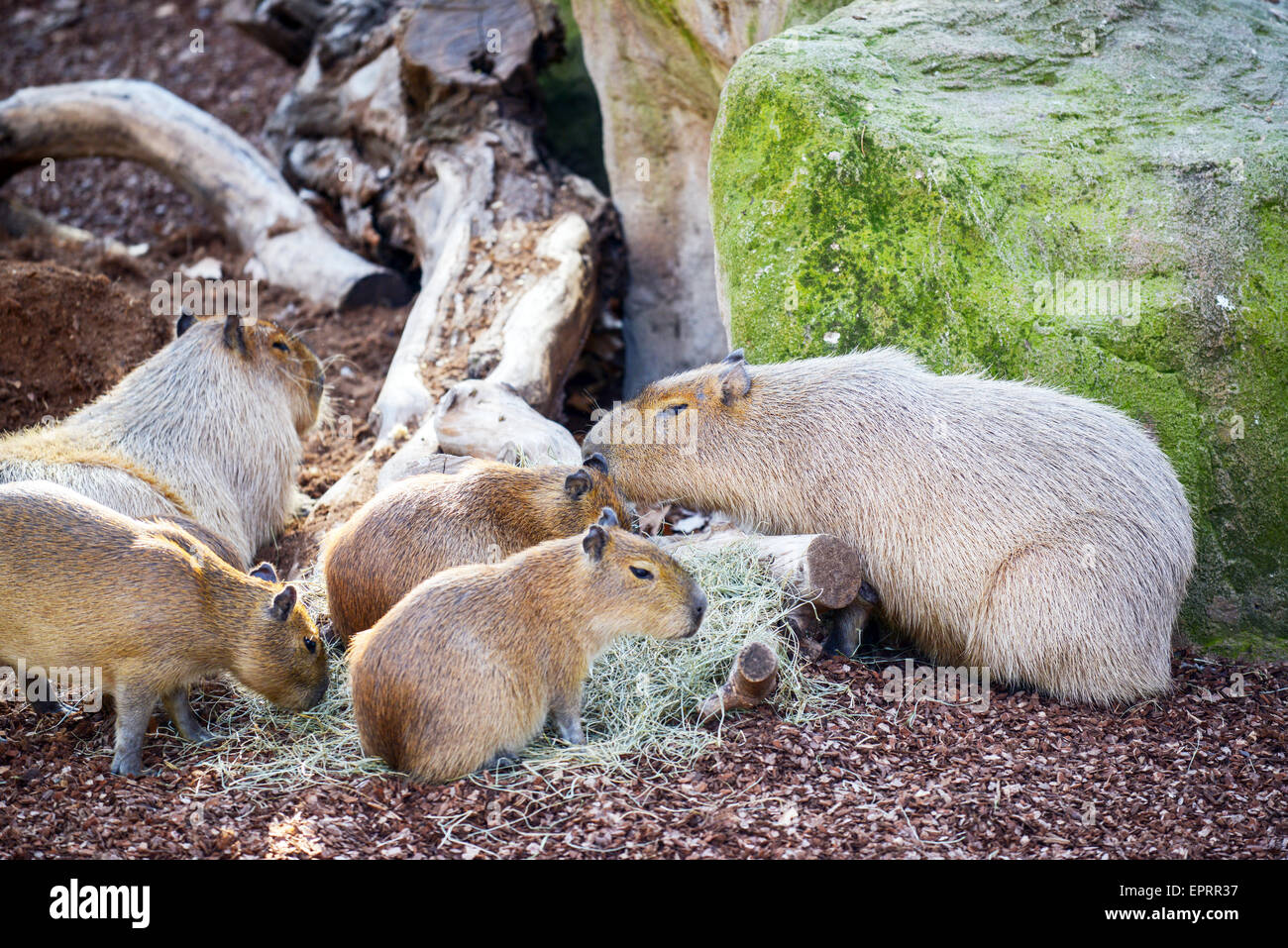Capybara family Banque de photographies et d’images à haute résolution ...