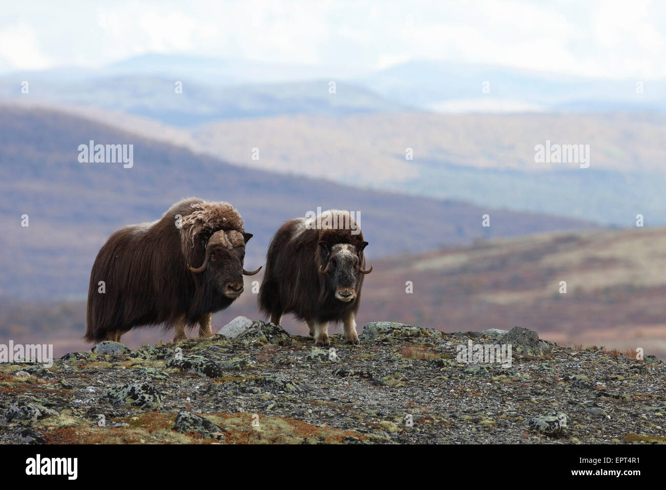Paire de moschatus ovibos muskox Banque de photographies et d’images à ...