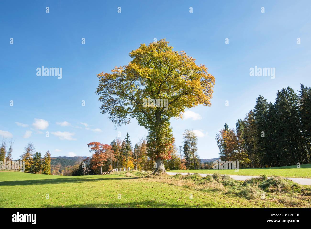 Arbre de chêne rouge (Quercus rubra) à côté d'une rue à l'automne, le ...