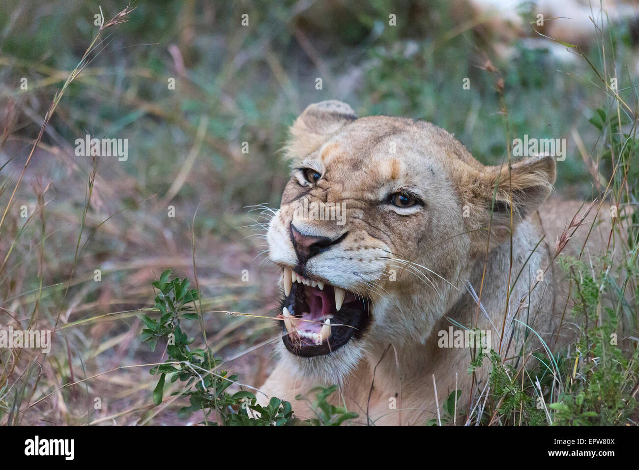 Portrait lion growling Banque de photographies et d’images à haute ...