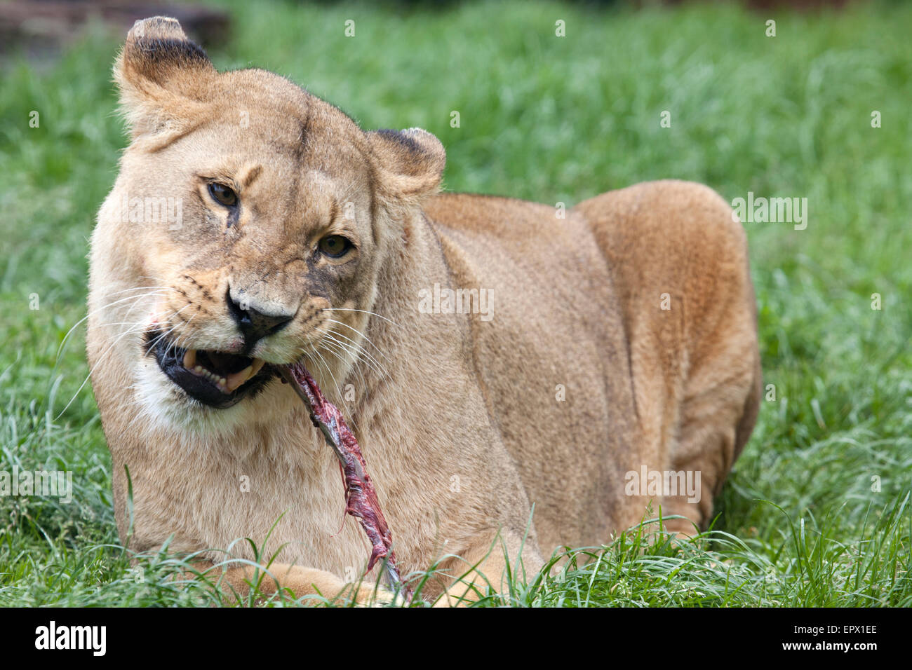 Un paysage d'une lionne africaine eating meal Photo Stock - Alamy