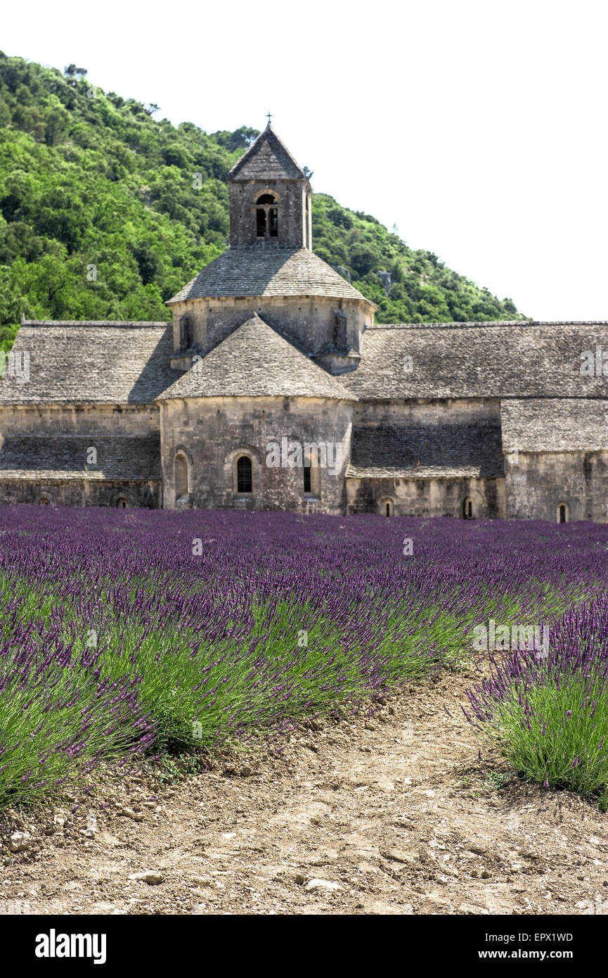 Abbaye de Sénanque avec champ de lavande, monument de la Provence, en ...