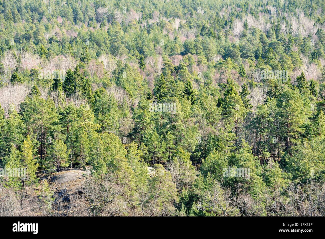 Foret de sapins Banque de photographies et d’images à haute résolution ...