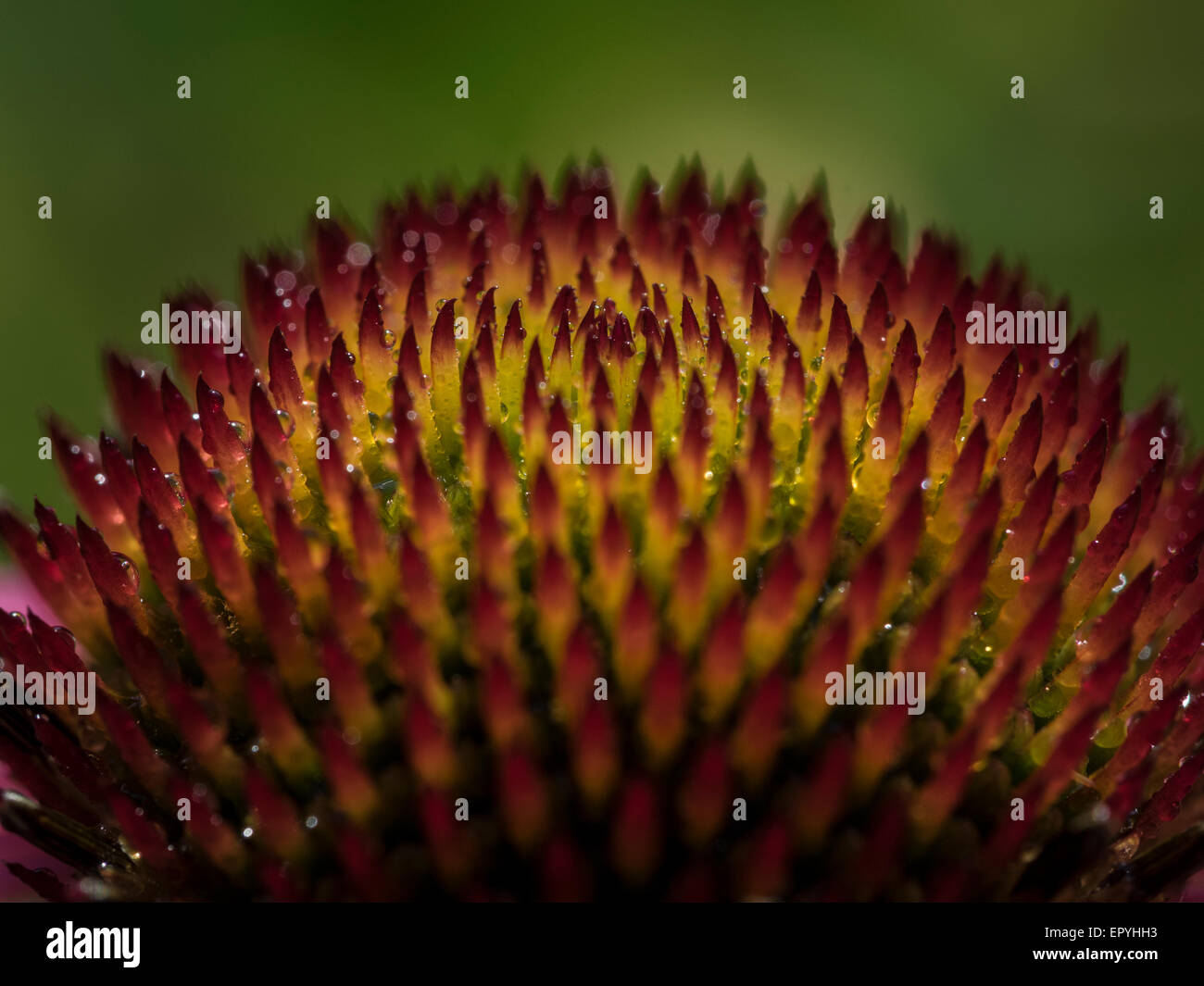 Macro magie Banque de photographies et d’images à haute résolution - Alamy