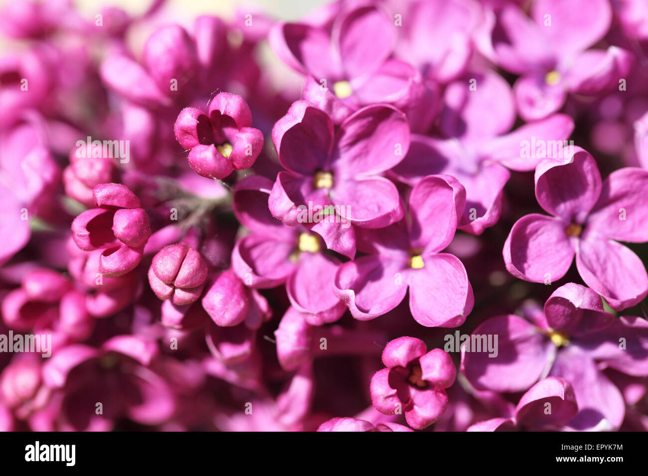 Photo lilas Banque de photographies et d’images à haute résolution - Alamy