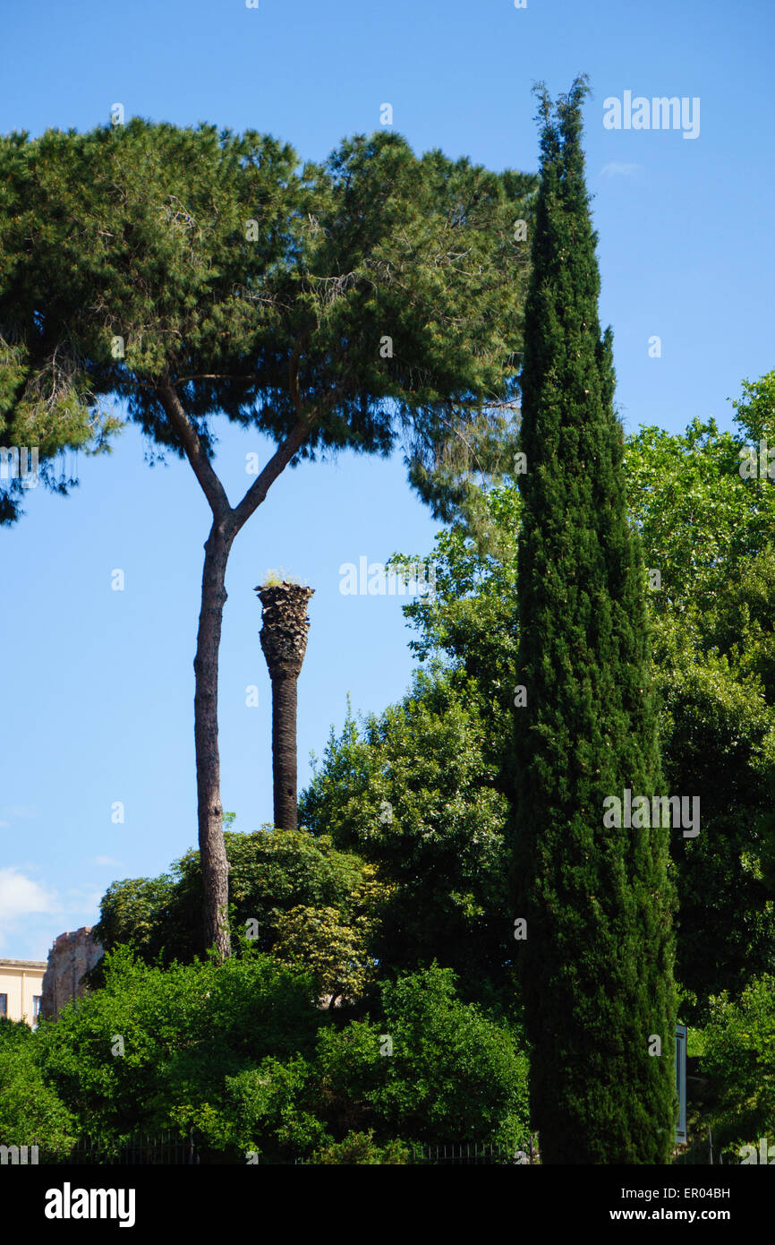 Chypre arbre Banque de photographies et d’images à haute résolution - Alamy