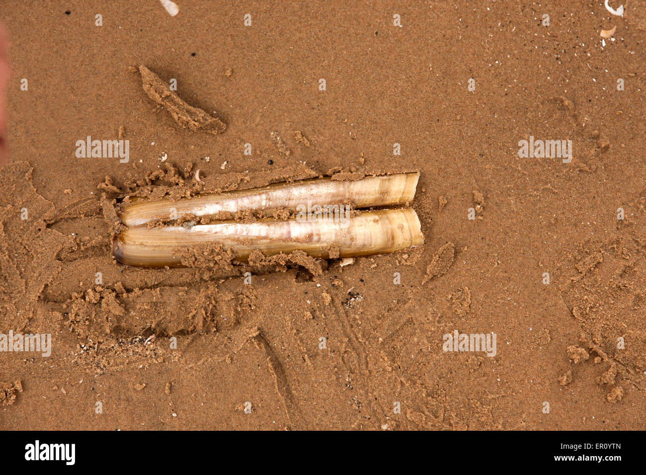 Razor shell Banque de photographies et d’images à haute résolution - Alamy