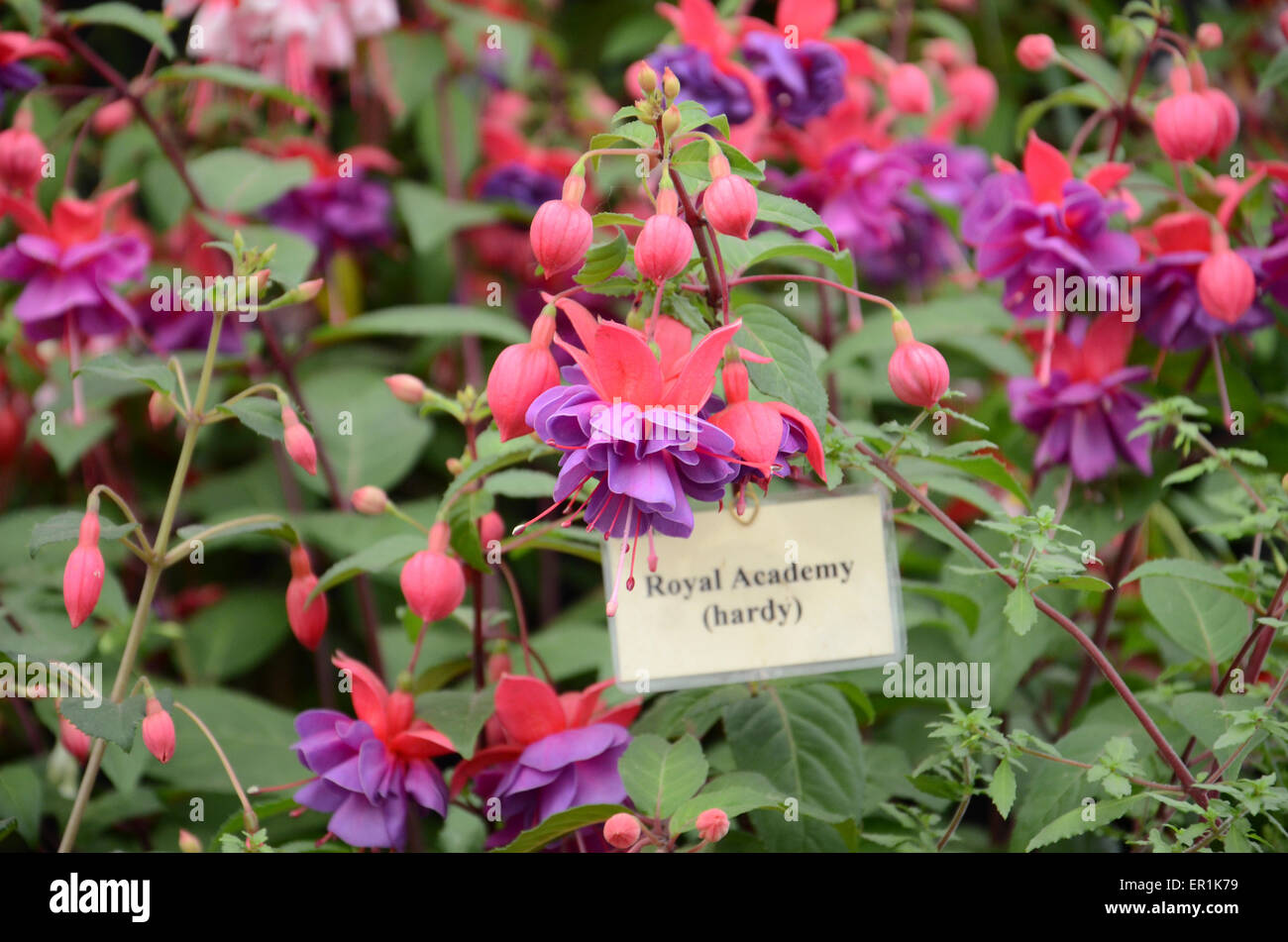 The rhs chelsea flower show Banque de photographies et d’images à haute ...