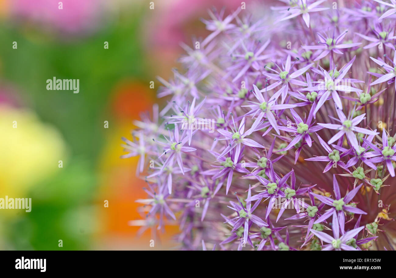 Fleurs d'oignon sauvage Banque de photographies et d’images à haute ...