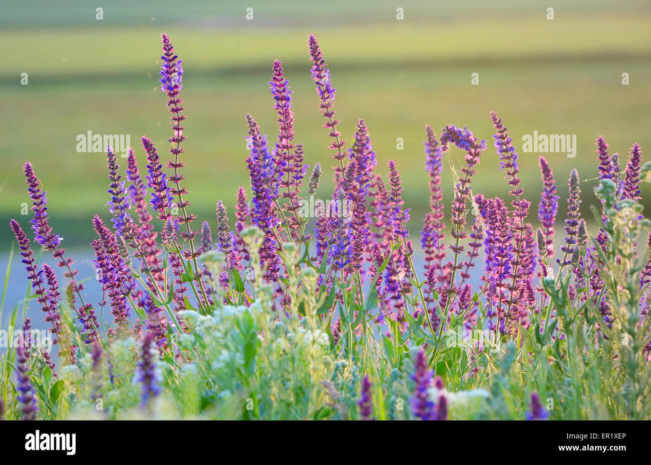 Violette des champs Banque de photographies et d’images à haute ...