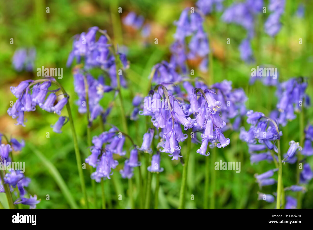 Fleurs de jacinthes sauvages Banque de photographies et d’images à ...