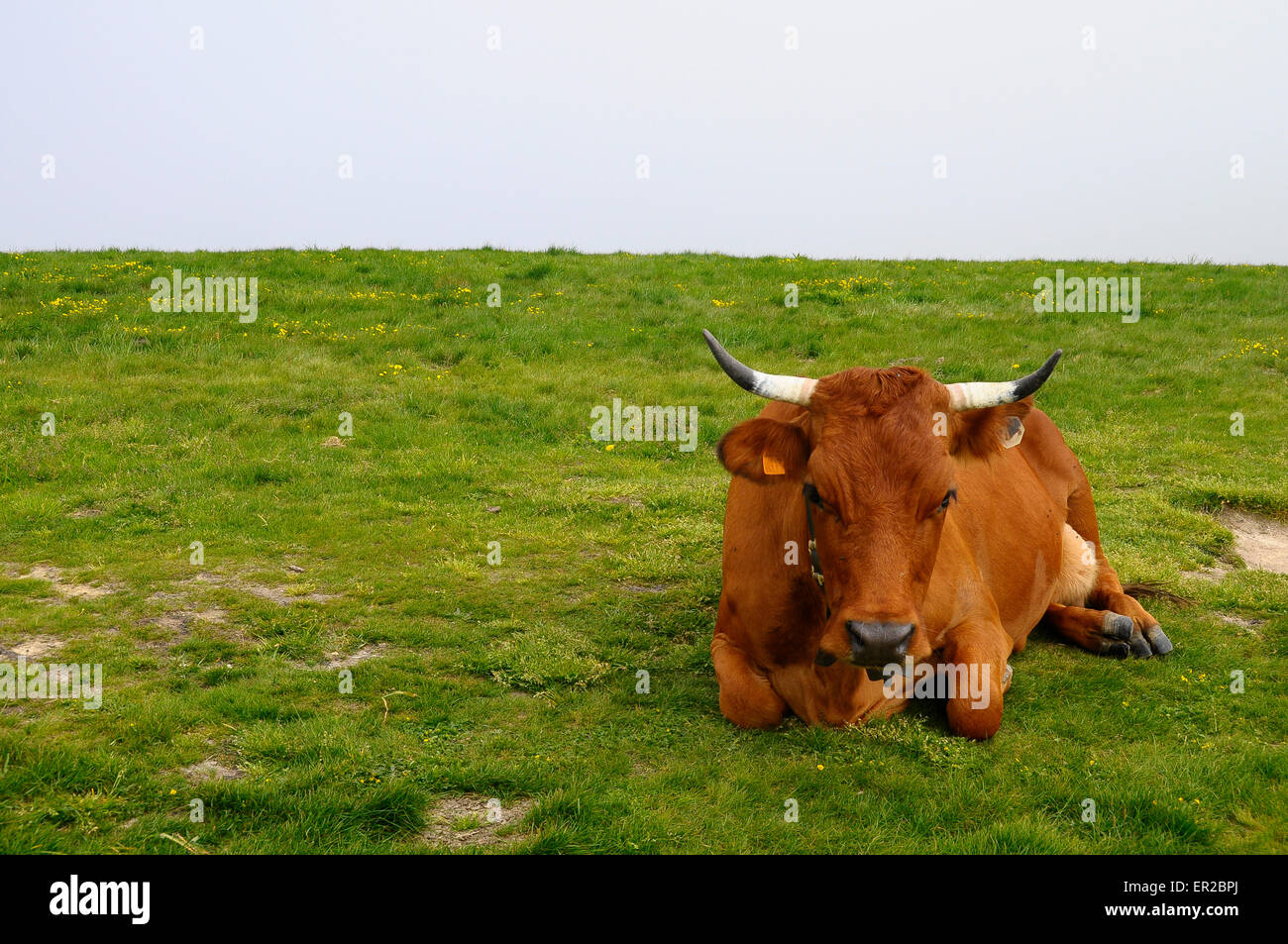 Vache montbéliarde Banque de photographies et d’images à haute ...