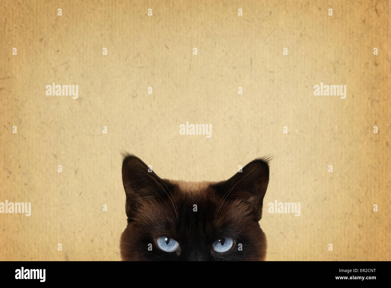 Yeux De Chat Effrayants Banque d'image et photos - Alamy