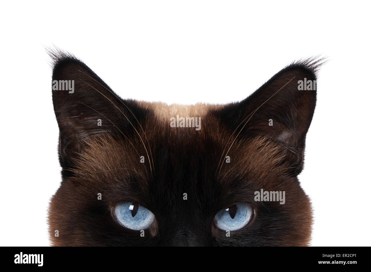 Yeux de chat effrayants Banque de photographies et d’images à haute ...