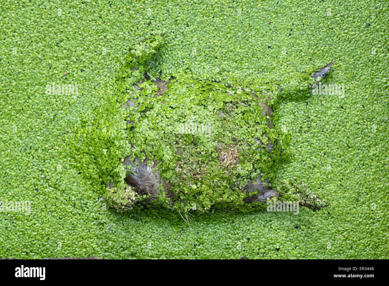 Un hérisson, morts noyés après être tombé dans un étang de jardin. Les ...